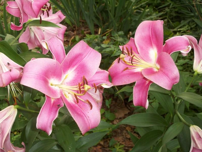 Photo of the bloom of Lily (Lilium 'Robina') posted by gemini_sage ...