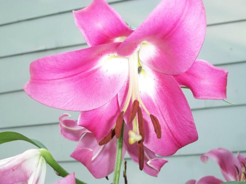 Photo of the bloom of OT Hybrid (Lilium 'Robina') posted by gemini_sage ...