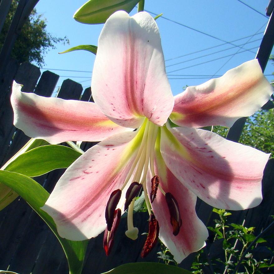 Lily (Lilium 'American Dream') in the Lilies Database - Garden.org