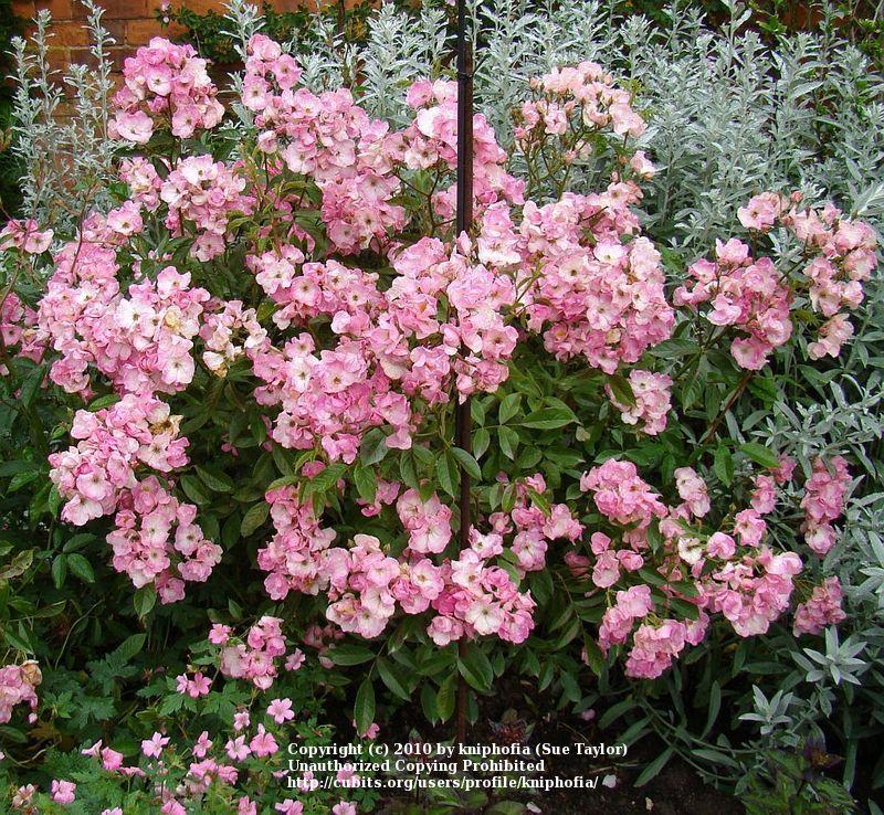 Rose (Rosa 'Frisson Frais') in the Roses Database - Garden.org