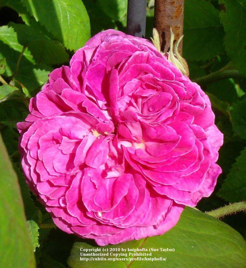 Rose (Rosa 'Duchesse de Buccleugh') in the Roses Database - Garden.org