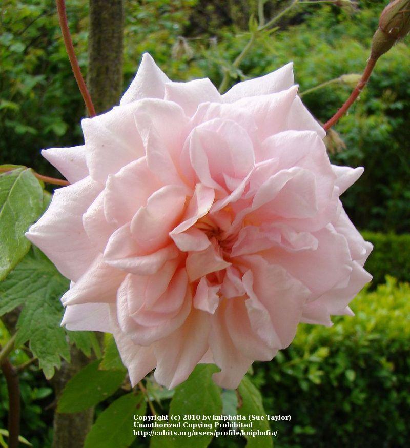 Photo of the bloom of Climbing Polyantha Rose (Rosa 'Cecile Brunner, Cl ...