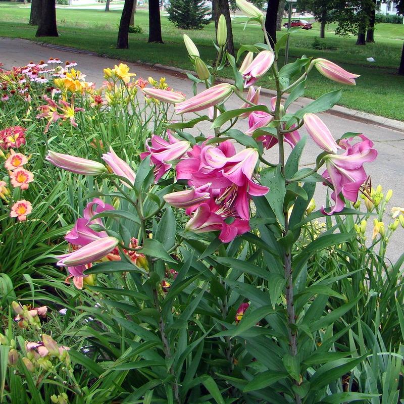 Photo of the entire plant of Lily (Lilium 'Robina') posted by stilldew ...