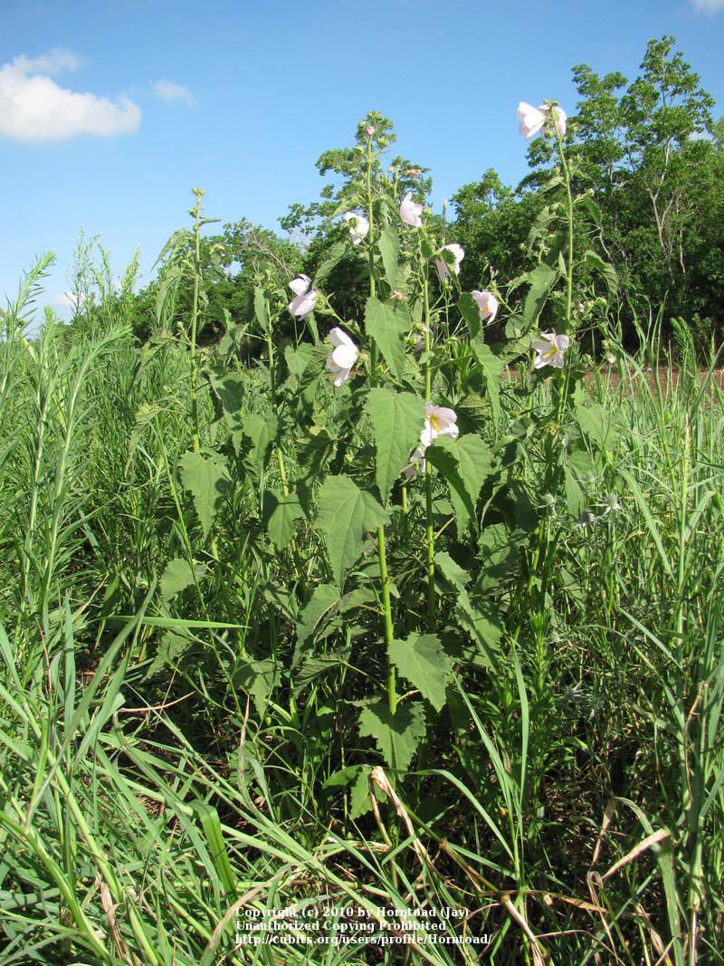 Photo of the entire plant of Salt Marsh-Mallow (Kosteletzkya ...