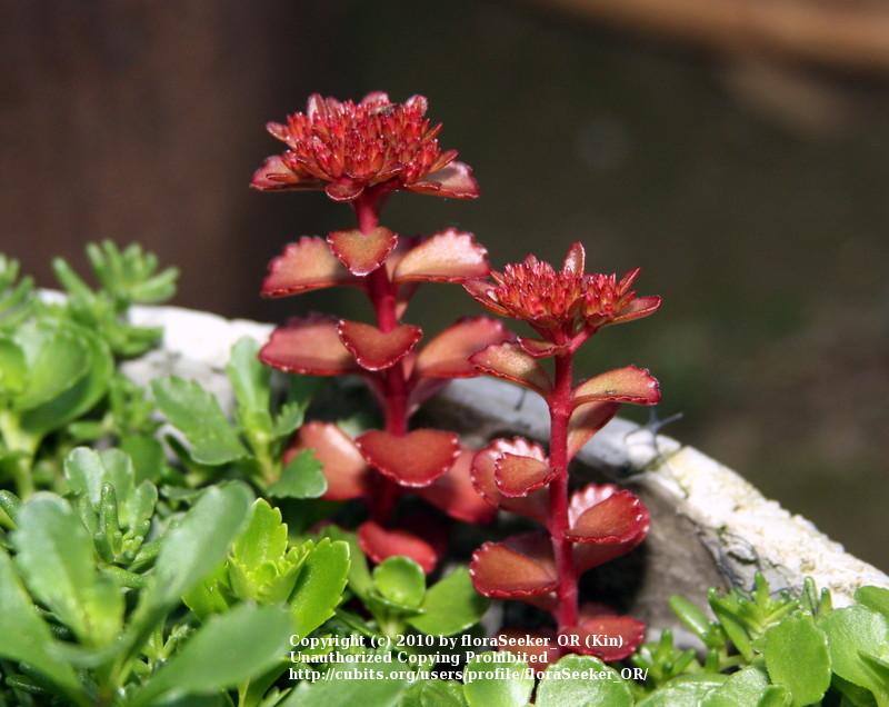 Photo of the entire plant of Two-Row Stonecrop (Phedimus spurius 'Ruby ...