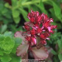 Photo of the bloom of Two-Row Stonecrop (Phedimus spurius 'Ruby Mantle ...