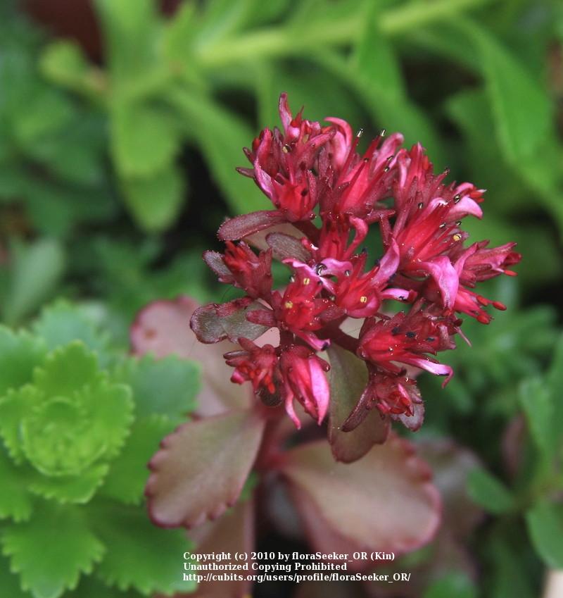Photo of the bloom of Two-Row Stonecrop (Phedimus spurius 'Ruby Mantle ...