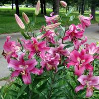 Photo of the bloom of Lily (Lilium 'Robina') posted by Debbie - Garden.org