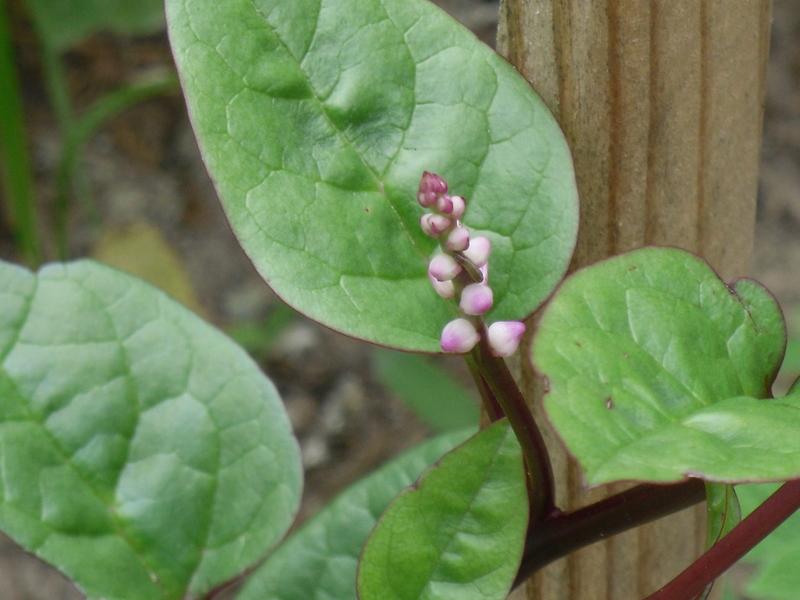 Photo of the bloom of Malabar Spinach (Basella alba 'Rubra') posted by ...