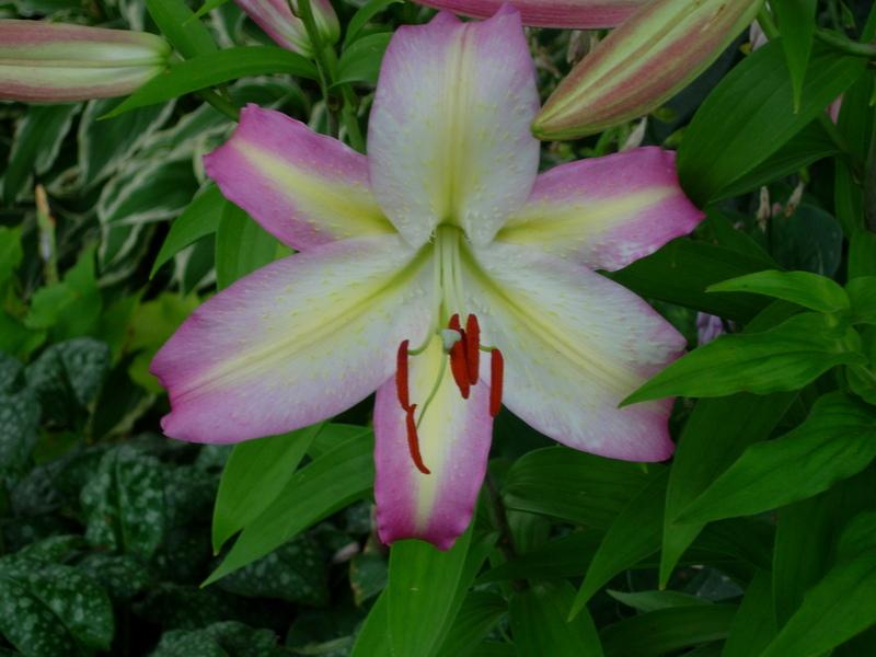 Lily (Lilium 'Color Parade') in the Lilies Database - Garden.org