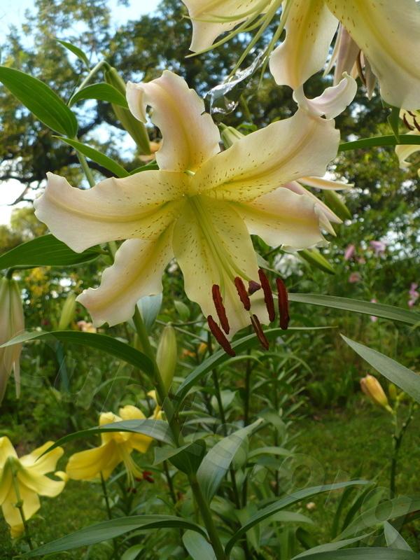 Photo of the bloom of Lily (Lilium 'Elusive') posted by magnolialover ...