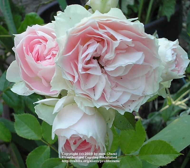 Photo of the bloom of Shrub Rose (Rosa 'Pompon Flower Circus') posted ...