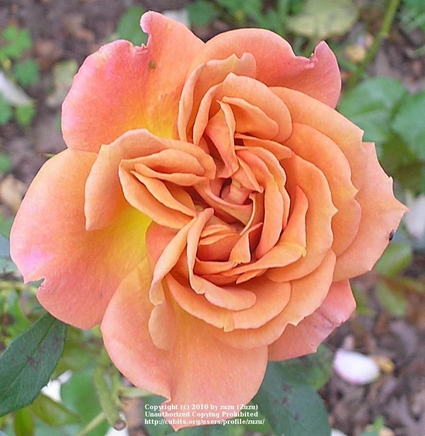 Photo of the bloom of Rose (Rosa 'Pumpkin Patch') posted by zuzu ...