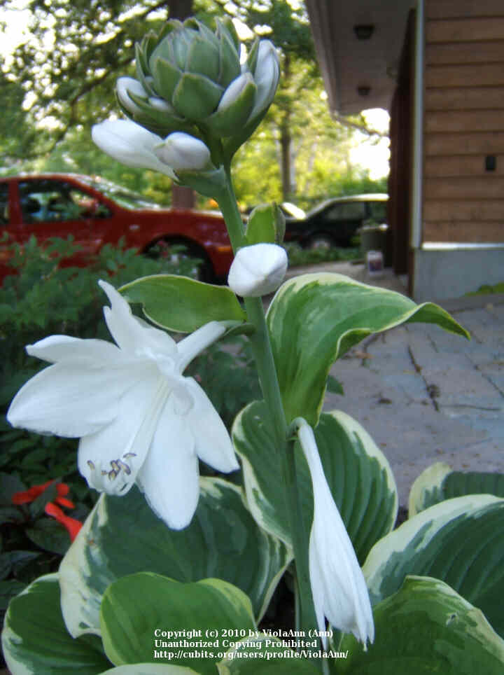 Hosta 'Diana Remembered' in the Hostas Database - Garden.org