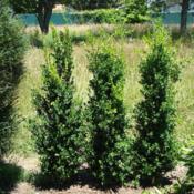 Boxwood (Buxus sempervirens Green Tower®) - Garden.org