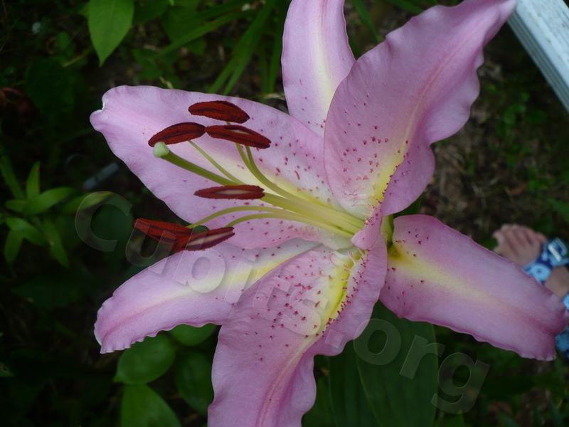 Lily (Lilium Pandora) in the Lilies Database - Garden.org