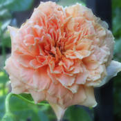 Rose (Rosa 'Royal Sunset') in the Roses Database - Garden.org