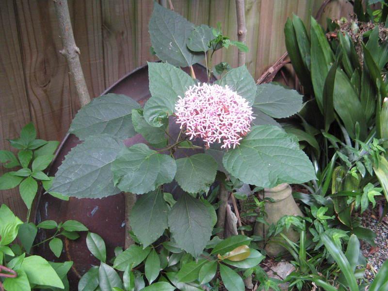 Photo of the bloom of Cashmere Bouquet (Clerodendrum bungei) posted by ...