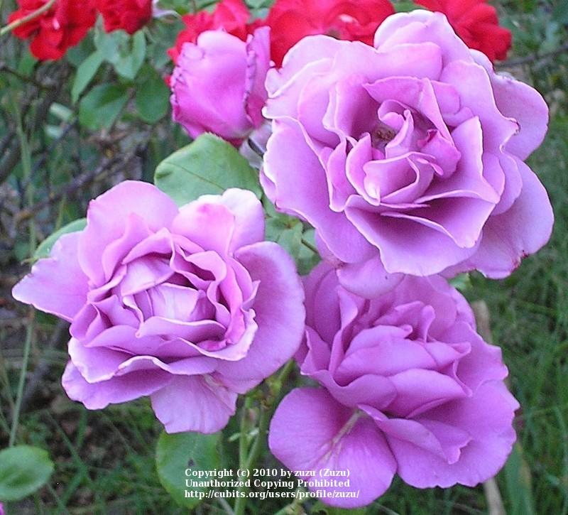 Rose (Rosa 'Moon Shadow') in the Roses Database - Garden.org