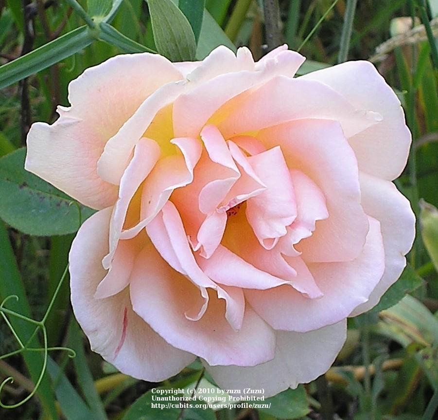 Rose (Rosa 'Stokes') in the Roses Database - Garden.org