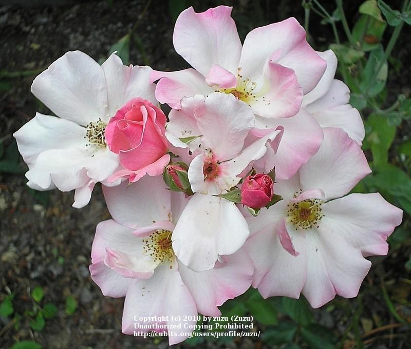 Photo of the bloom of Rose (Rosa 'Sparrieshoop') posted by zuzu ...
