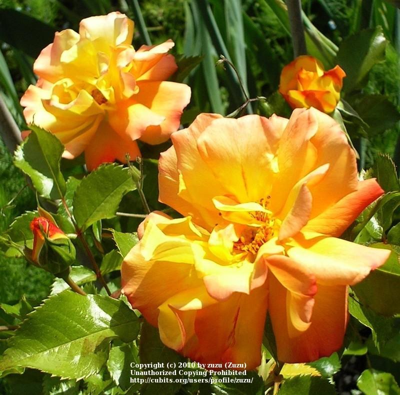 Rose (Rosa 'Bonanza') in the Roses Database - Garden.org