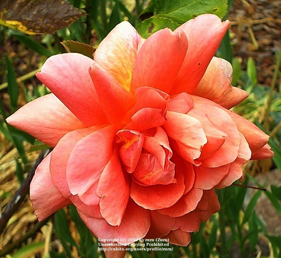 Rose (Rosa 'Tanya') in the Roses Database - Garden.org