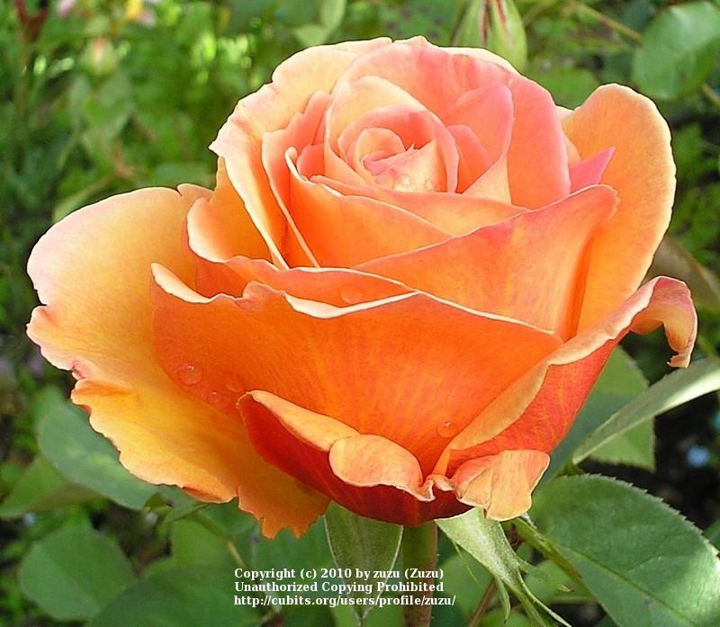 Rose (Rosa 'Caramella') in the Roses Database - Garden.org