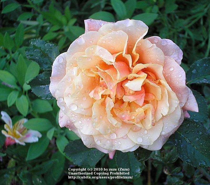 Photo of the bloom of Rose (Rosa 'Caramella') posted by zuzu - Garden.org