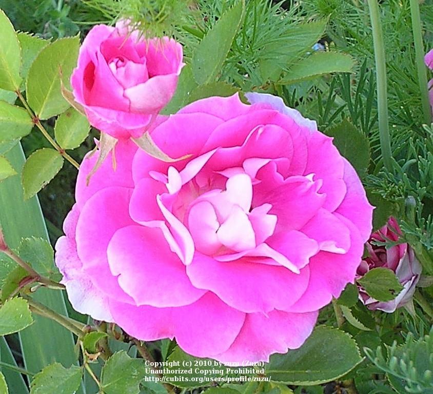 Rose (Rosa 'Carefree Wonder') in the Roses Database - Garden.org