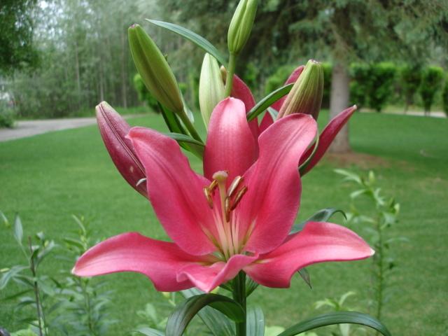 Photo of the bloom of Lily (Lilium 'Indian Summerset') posted by chocolatemoose - Garden.org