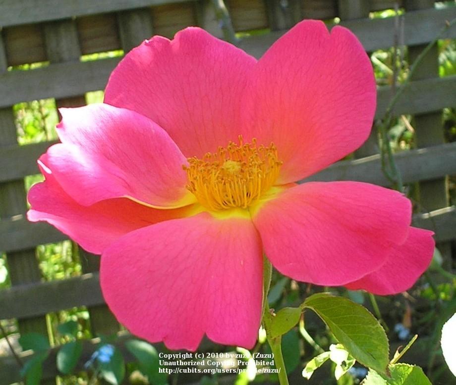 Rose (Rosa 'Colette Clemente') in the Roses Database - Garden.org