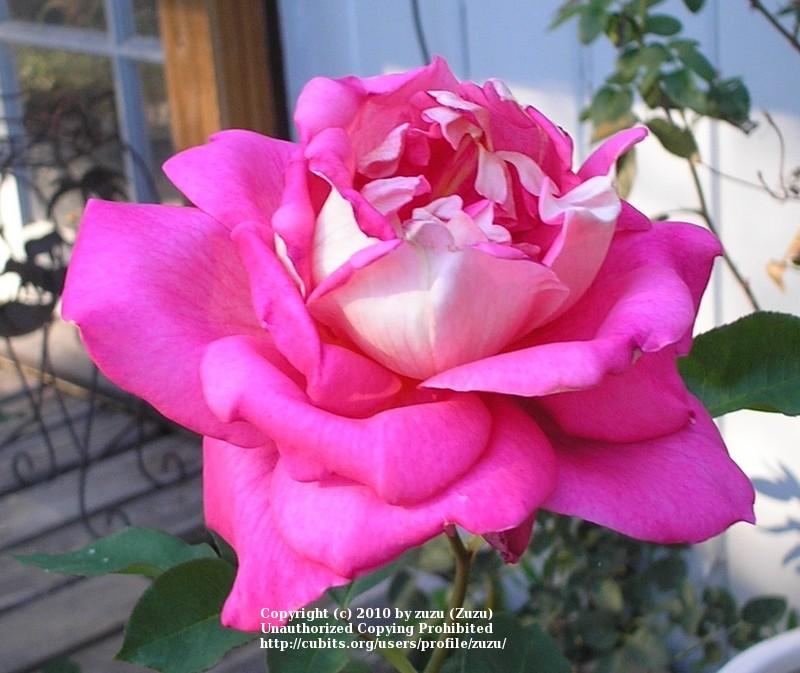 Rose (Rosa 'Contrast') in the Roses Database - Garden.org