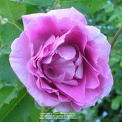 Rose (Rosa 'Cotillion') in the Roses Database - Garden.org