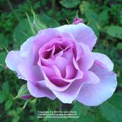 Rose (Rosa 'Cotillion') in the Roses Database - Garden.org