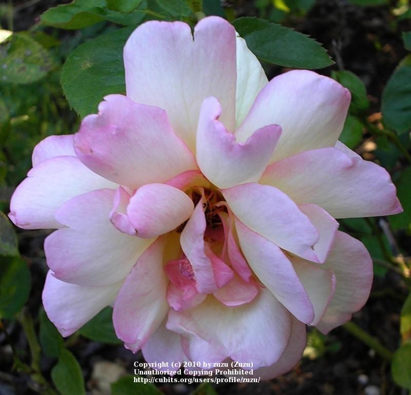 Rose (Rosa 'Columbine') in the Roses Database - Garden.org