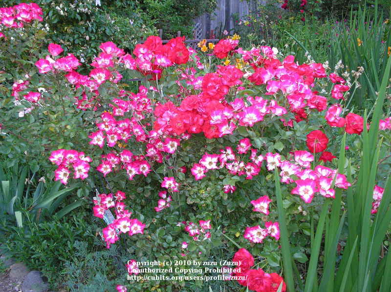 Photo of the entire plant of Rose (Rosa 'Cherry Meidiland') posted by ...