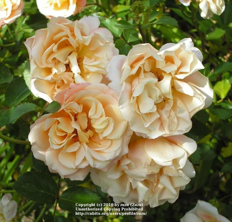 Rose (Rosa 'Cubana') in the Roses Database - Garden.org