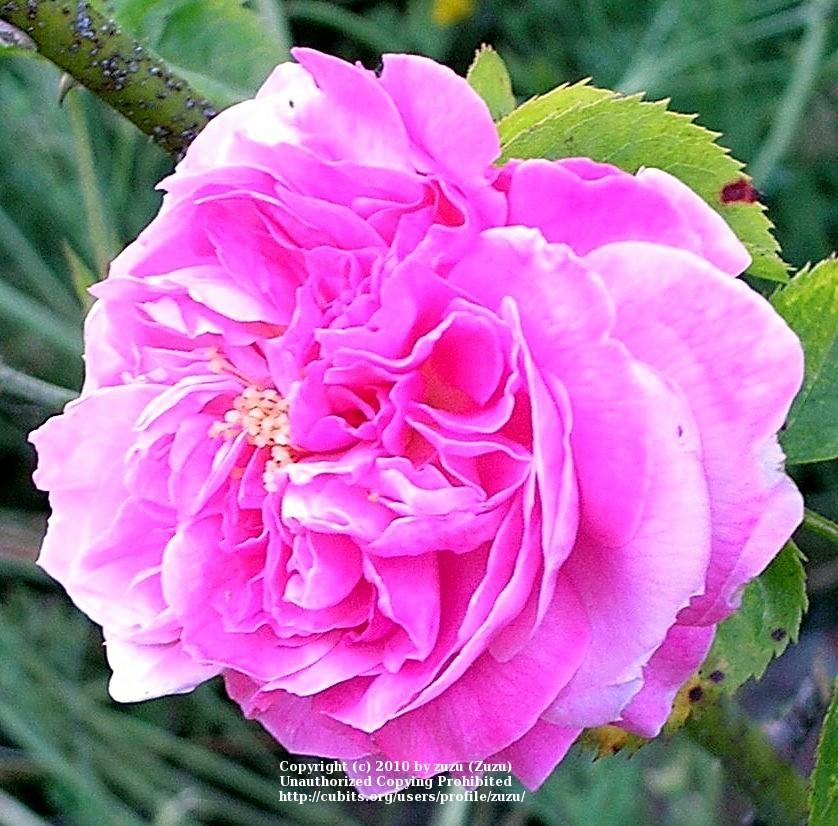 Rose (Rosa 'Crested Sweetheart') in the Roses Database - Garden.org