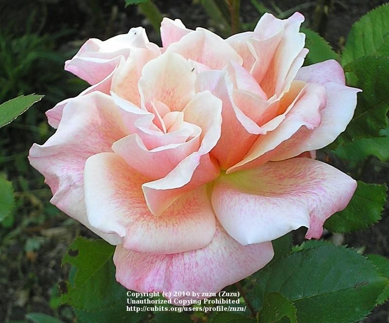 Photo of the bloom of Rose (Rosa 'Dorcas') posted by zuzu - Garden.org