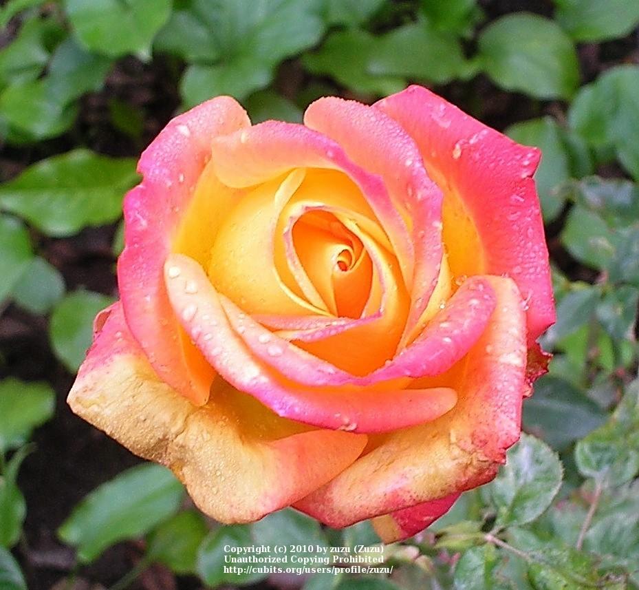 Photo of the bloom of Rose (Rosa 'Delta Gold') posted by zuzu - Garden.org