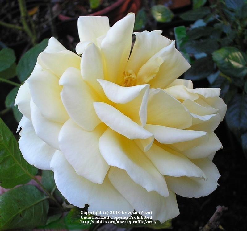 Rose (Rosa 'Dr. Brownell') in the Roses Database - Garden.org