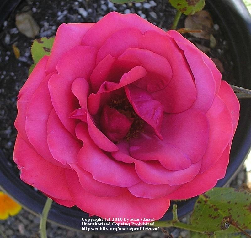 Rose (Rosa 'El Cid') in the Roses Database - Garden.org