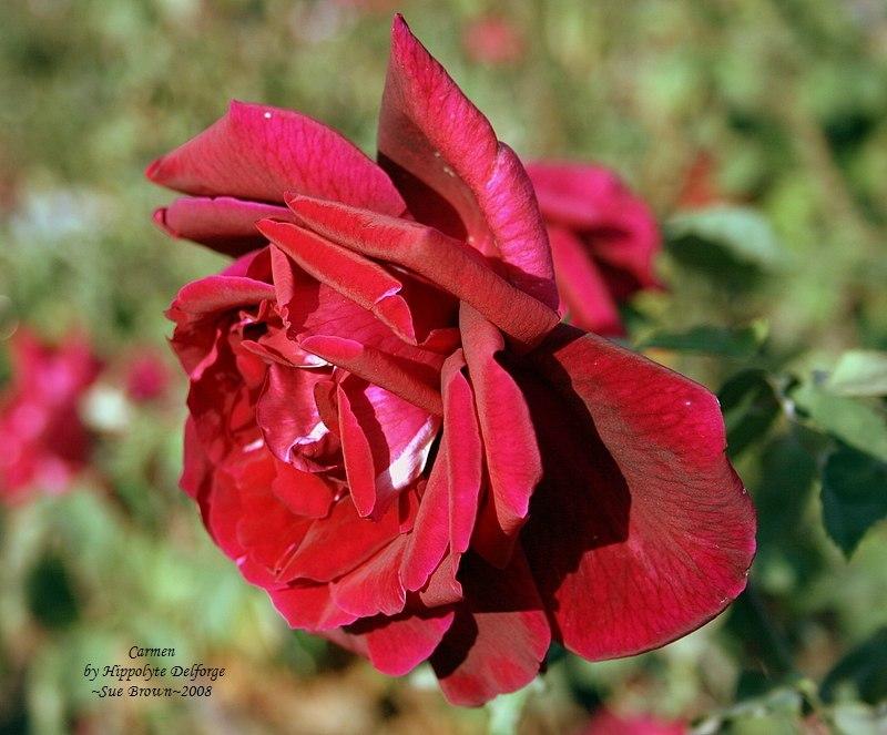 Rose (Rosa 'Carmen') in the Roses Database - Garden.org