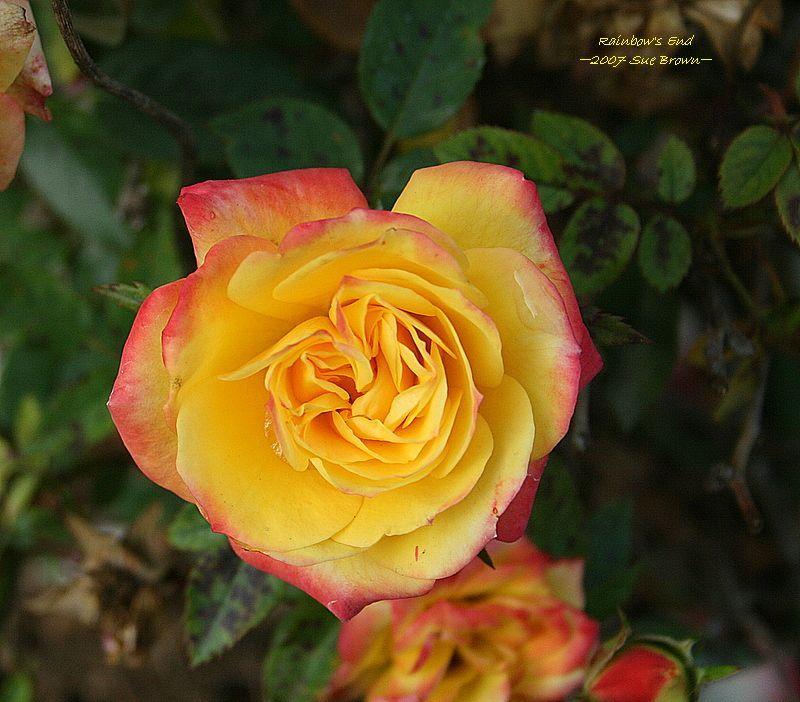 Photo of the bloom of Rose (Rosa 'Rainbow's End') posted by Calif_Sue ...