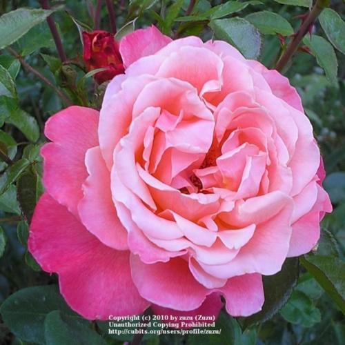 Rose (Rosa 'Fascination') in the Roses Database - Garden.org