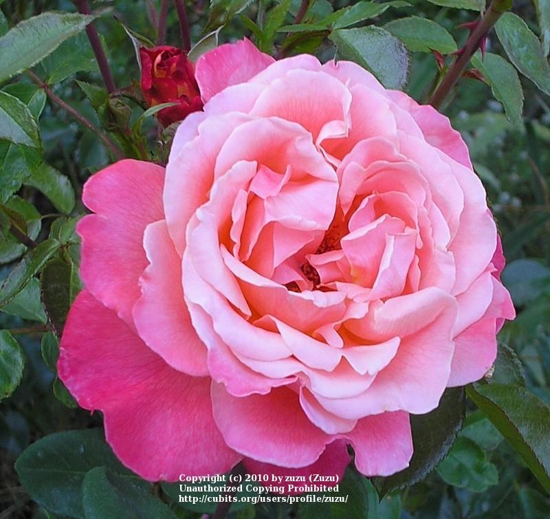 Rose (Rosa 'Fascination') in the Roses Database - Garden.org