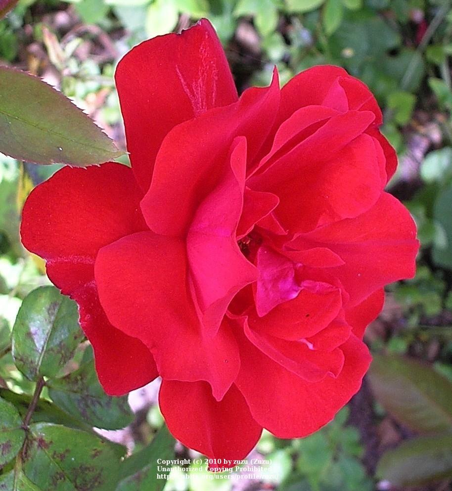 Rose (Rosa 'Evelyn Fison') in the Roses Database - Garden.org