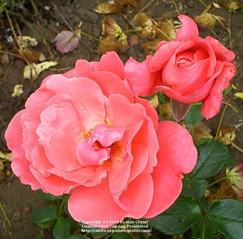 Rose (Rosa 'Flower Power') in the Roses Database - Garden.org