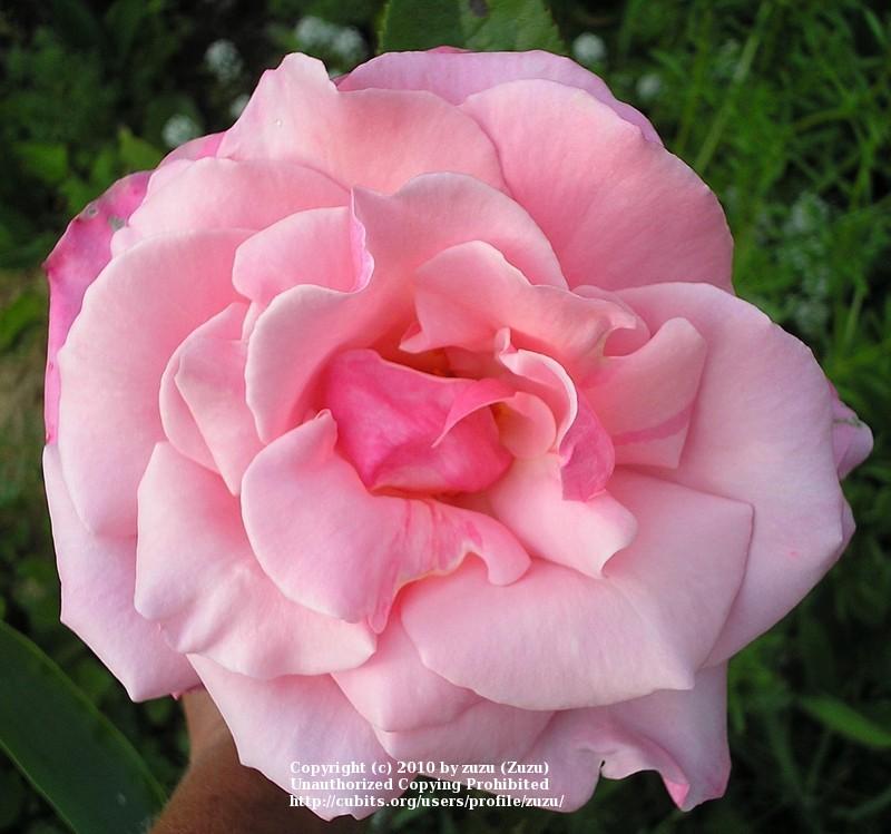 Photo of the bloom of Rose (Rosa 'First Prize') posted by zuzu - Garden.org